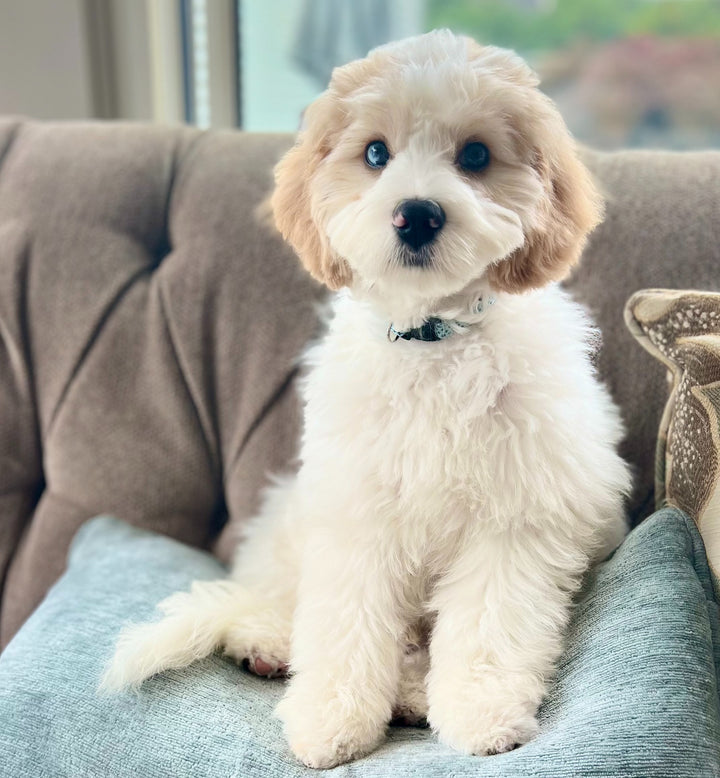 Bondel.co – Bondel Co.